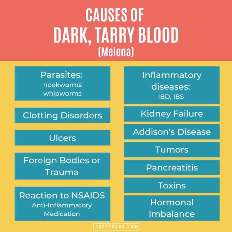 Is Your Dog Pooping Blood? Is it Time to Go to the Vet or Wait it Out?